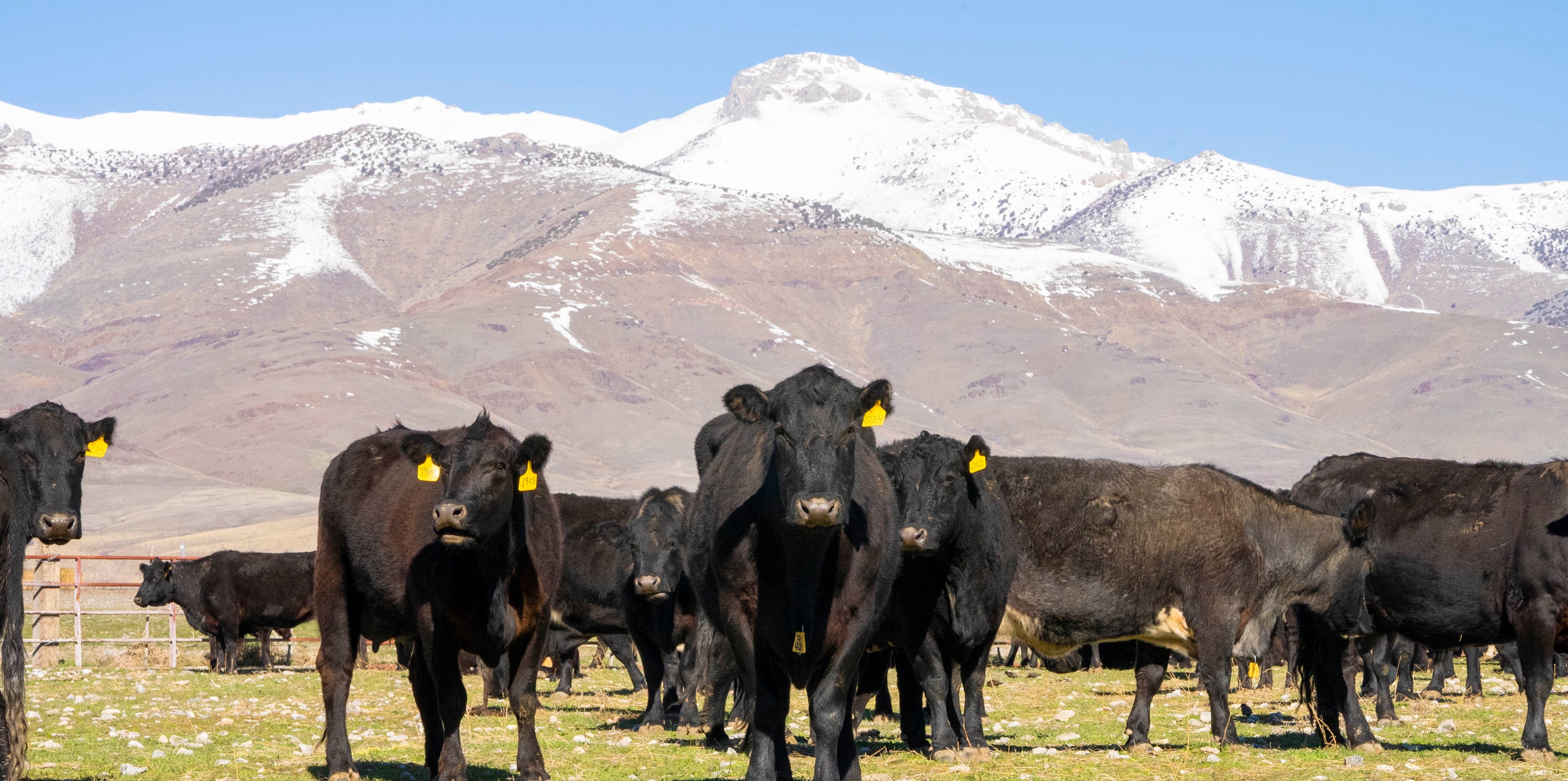 Premium Angus Beef | Shining "K" Meats" | Reno, NV